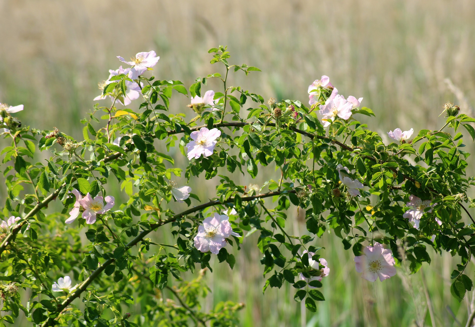 Wild Rose - Bach To Me